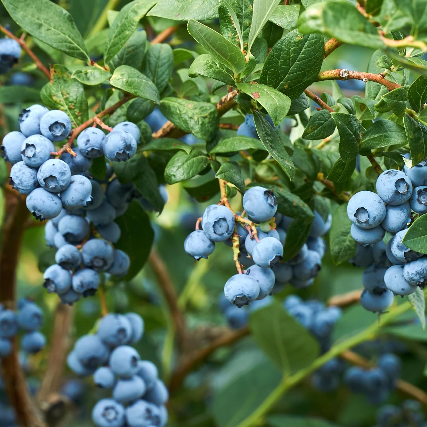 When to fertilize berries? – Happy Nutrients