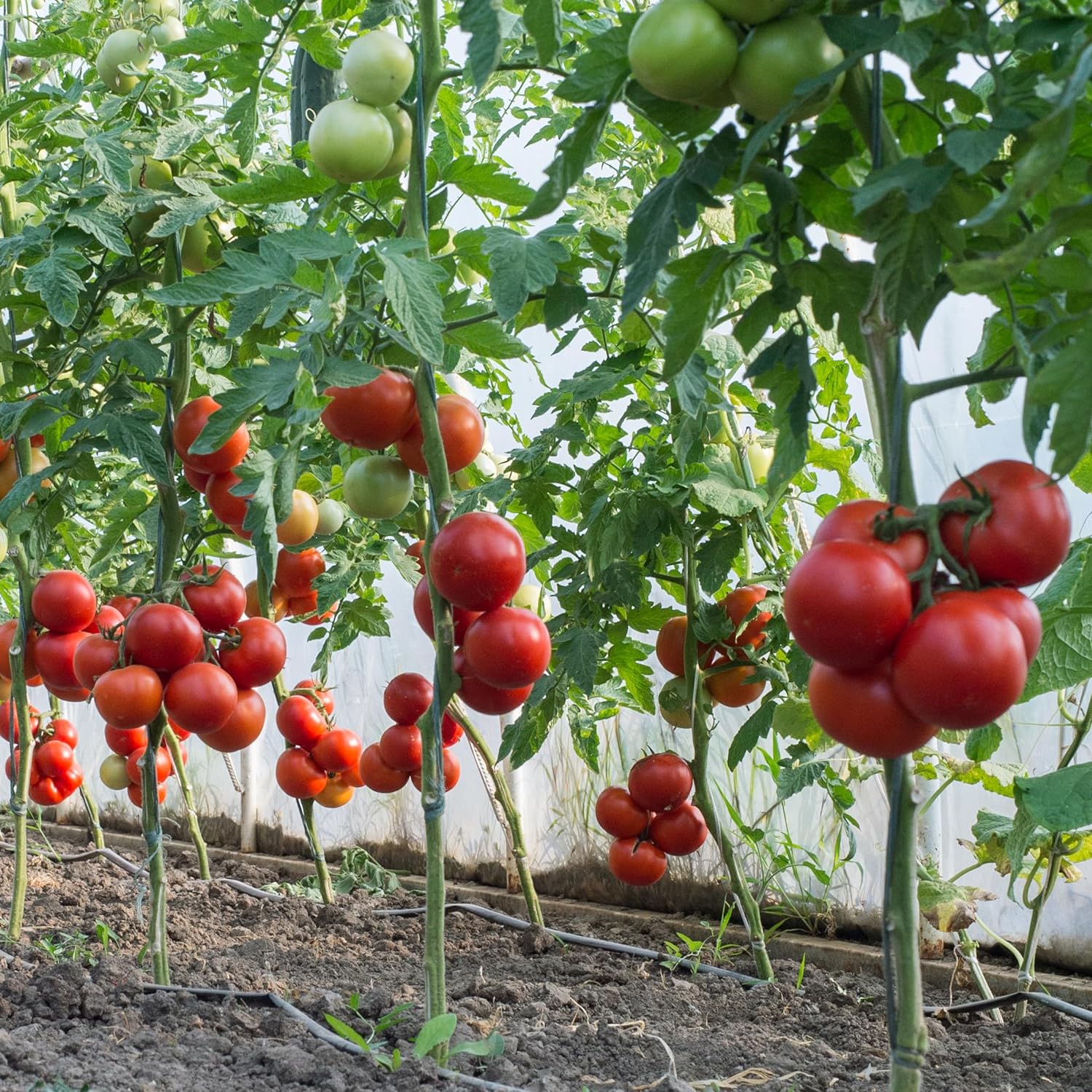 How often to fertilizer tomato plants? – Happy Nutrients