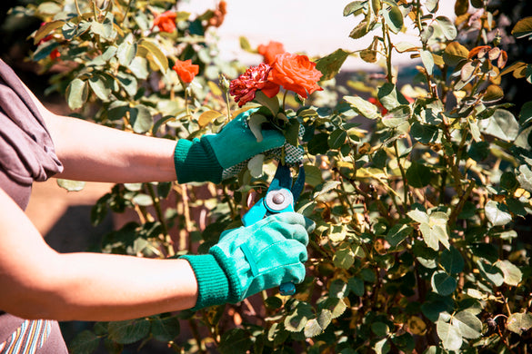 How to cut rose bushes? – Happy Nutrients