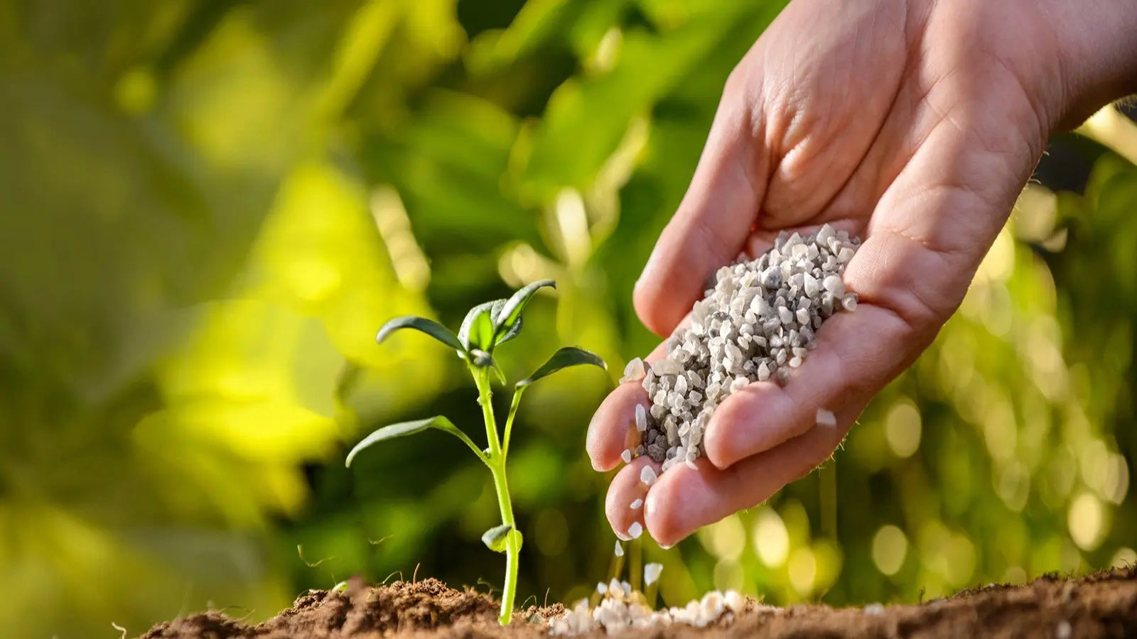 What is the Difference between Organic and Inorganic Fertilizers ...