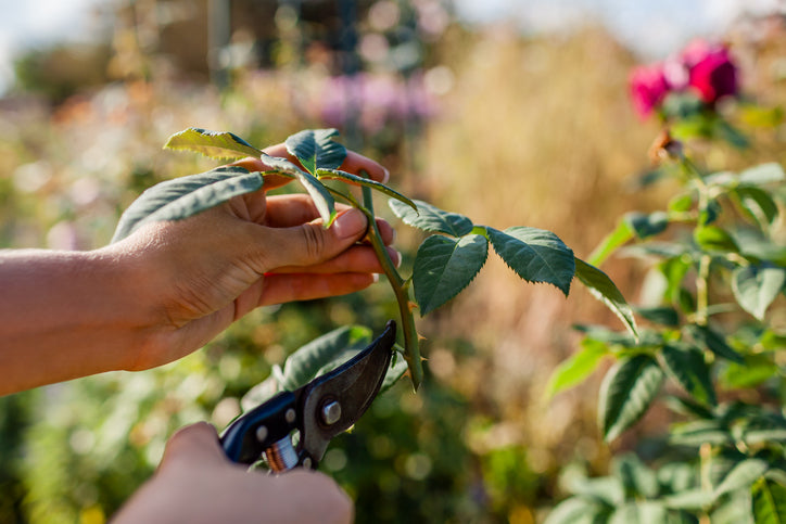How to propagate a rose bush? – Happy Nutrients