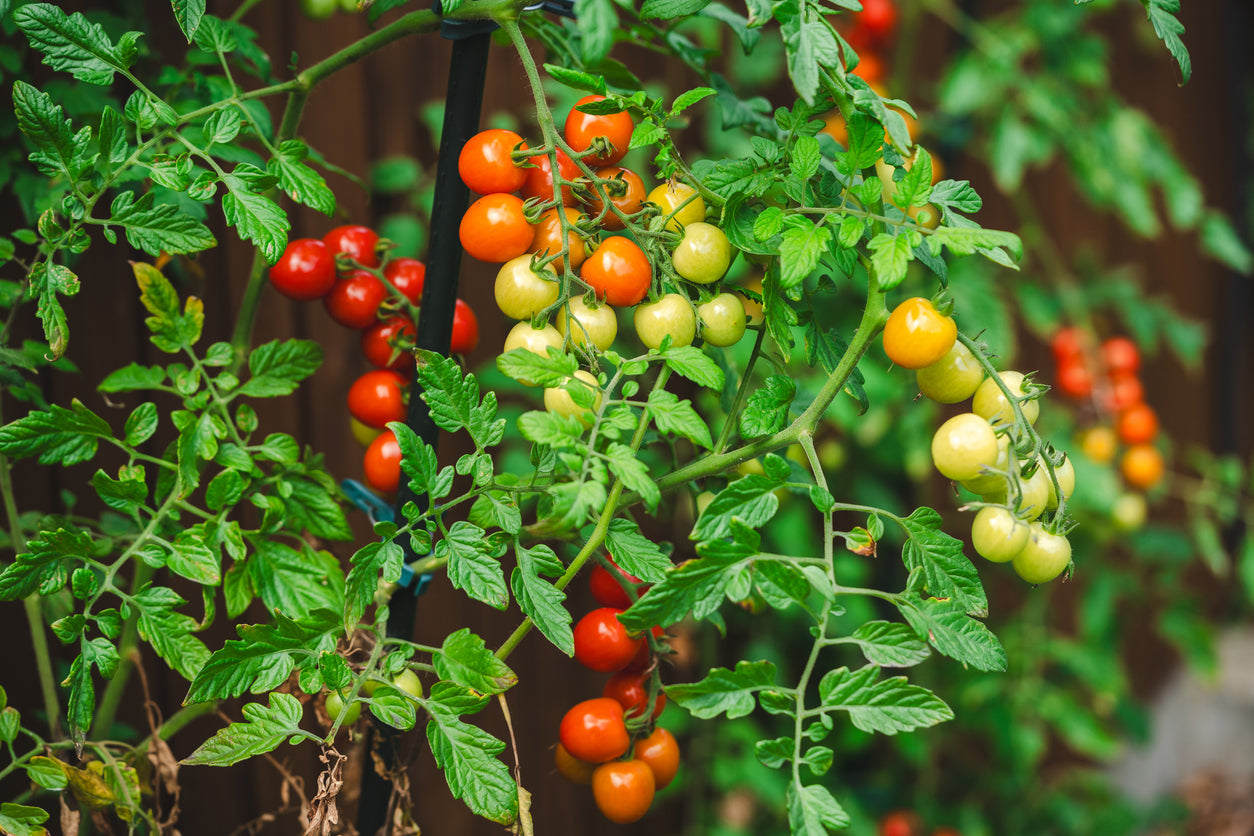 How often fertilize tomatoes? – Happy Nutrients